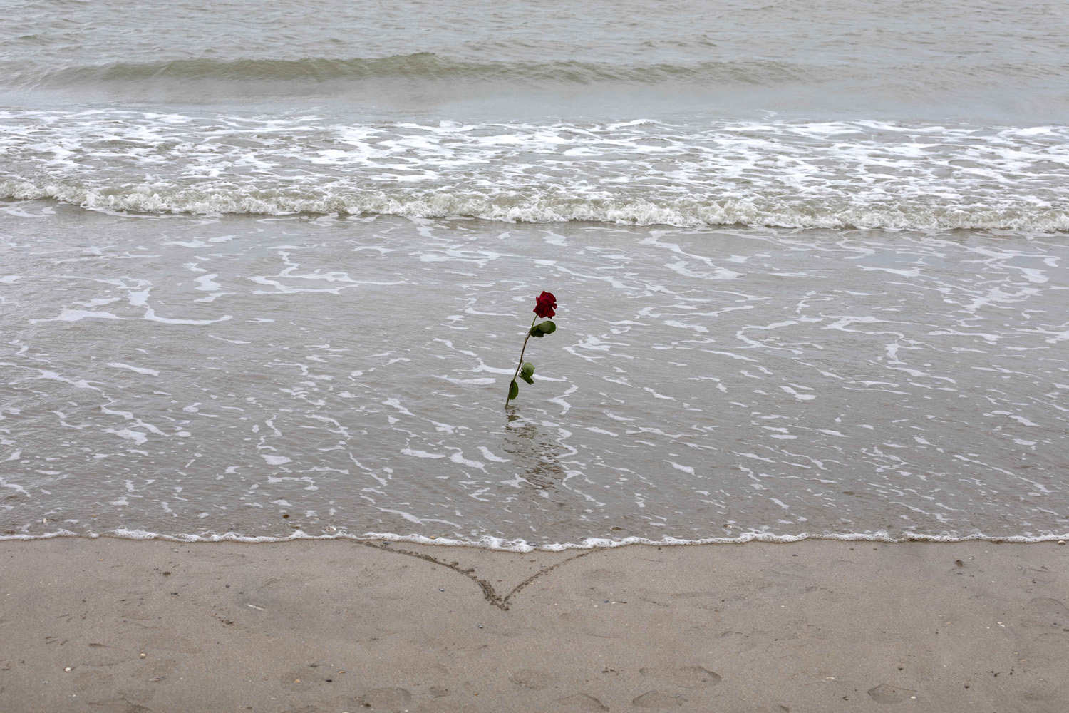 Une rose à la mer – Frédéric GERARD